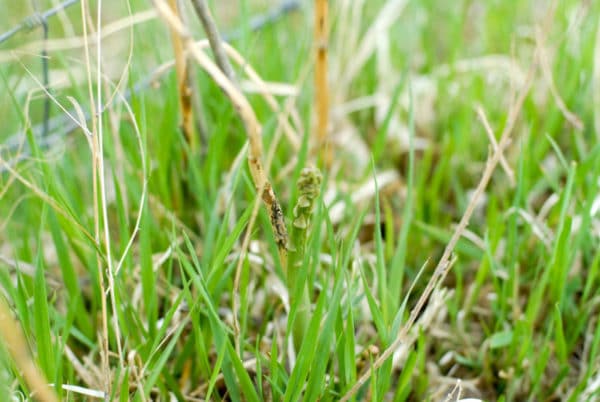 Wild Asparagus guide: Finding It & Eating It - Boulder Locavore