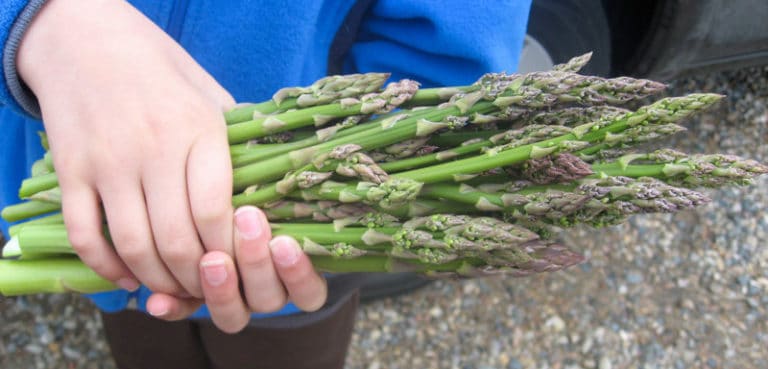 Wild Asparagus guide: Finding It & Eating It - Boulder Locavore