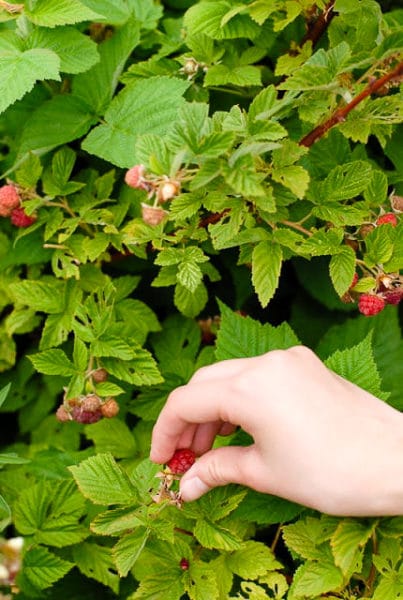 Best Raspberry Picking Tips & Raspberry Recipes - Boulder Locavore