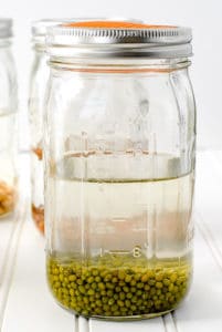 Growing Sprouts & DIY Sprouting Jars tutorial | BoulderLocavore.com